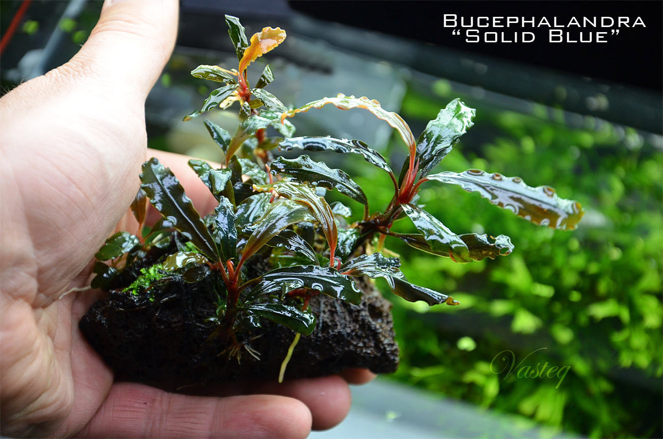 Bucephalandra Sp. - Plants & Shrimps!