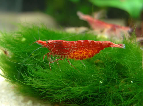 Red Cherry Shrimp, (Neocaridina Heteropoda var. Red)