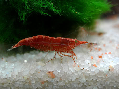 Red Cherry Shrimp, (Neocaridina Heteropoda var. Red)