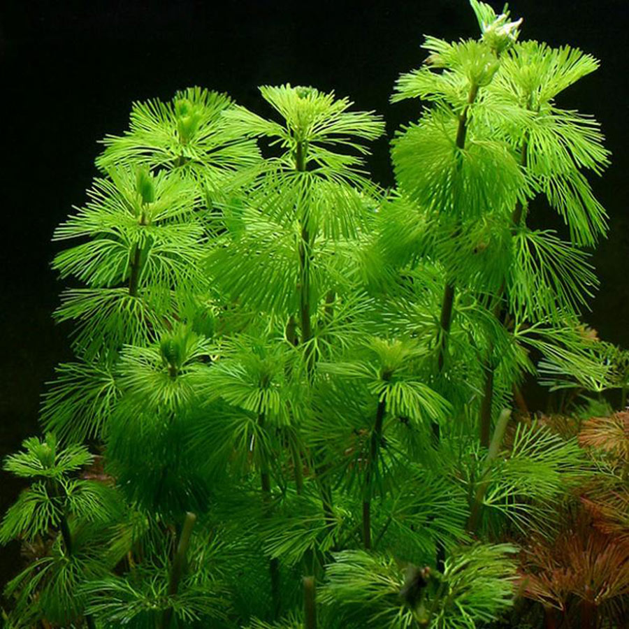 Cabomba - Acuatica - Plants & Shrimps