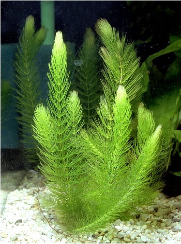 Ceratophyllum Demersum (Pinito de agua, Cola de Zorro) - Plants & Shrimps!