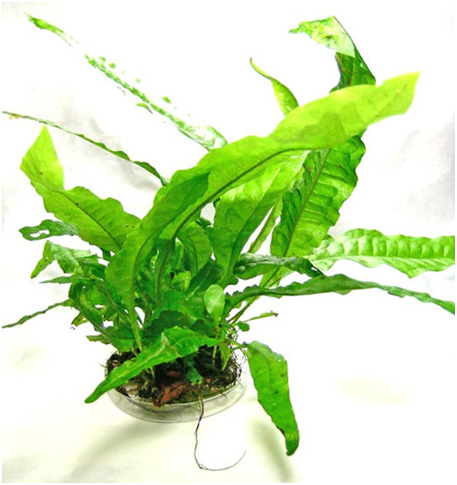 Microsorium pteropus (Helecho de Java) - Plants & Shrimps