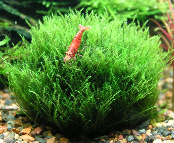 Flame Moss (Taxiphyllum sp) - Plants & Shrimps
