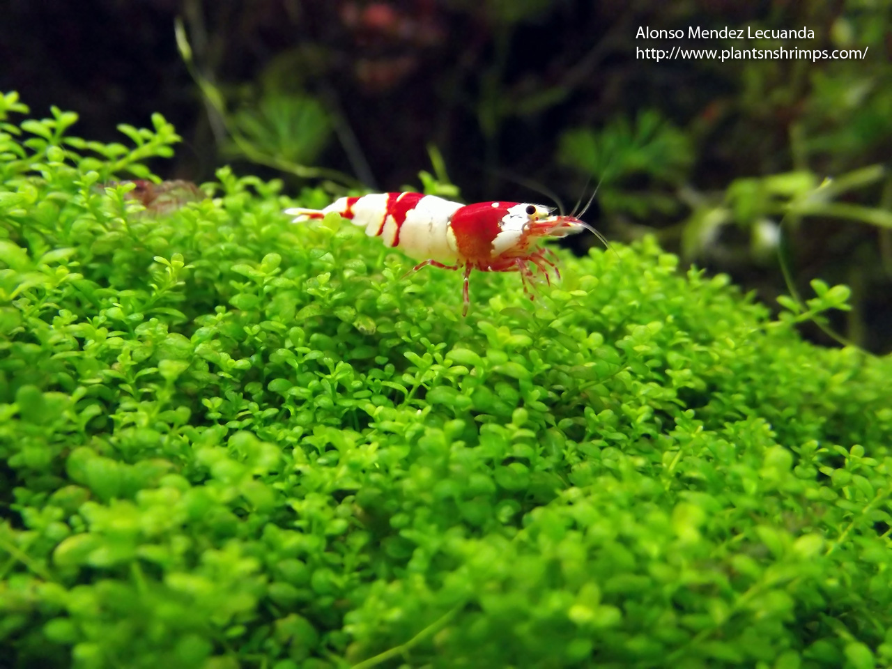 CRS Shrimp - Crystal Red Shrimp (Caridina logemanni sp. "Red")