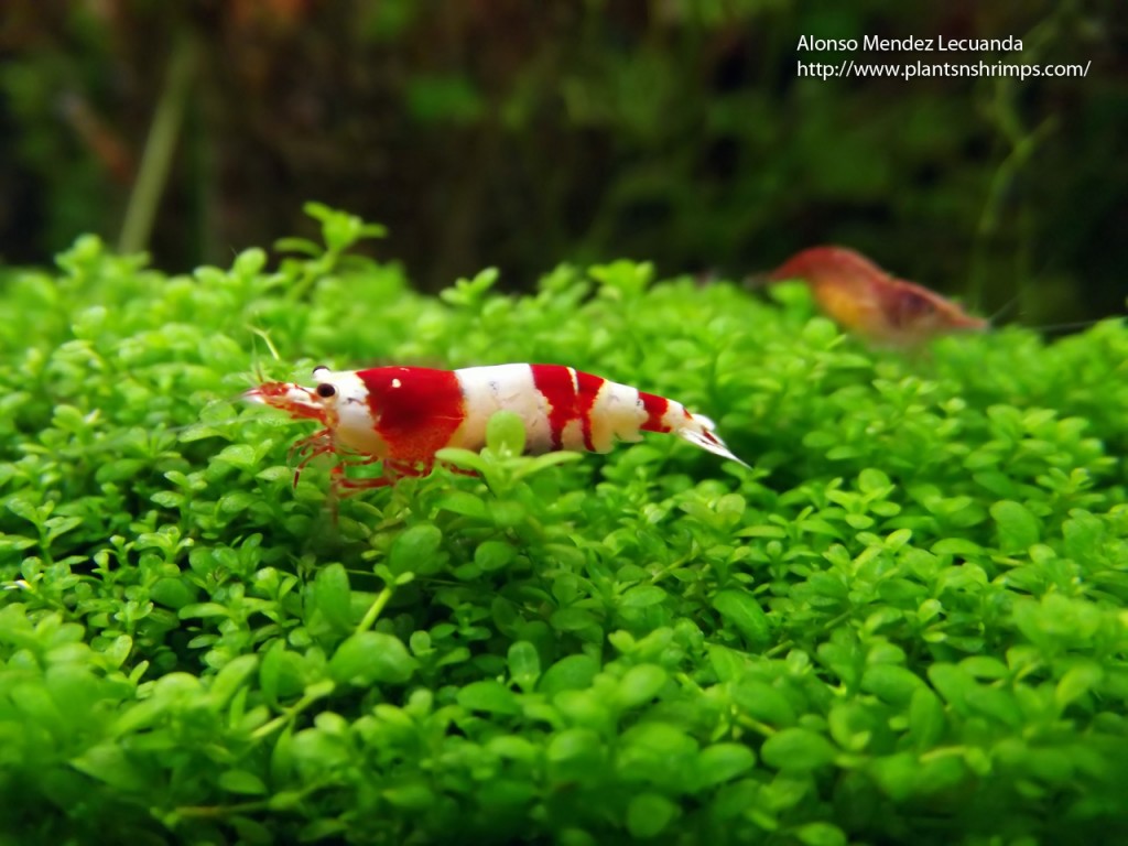 CRS Shrimp - Crystal Red Shrimp (Caridina cantonensis sp. "Red")