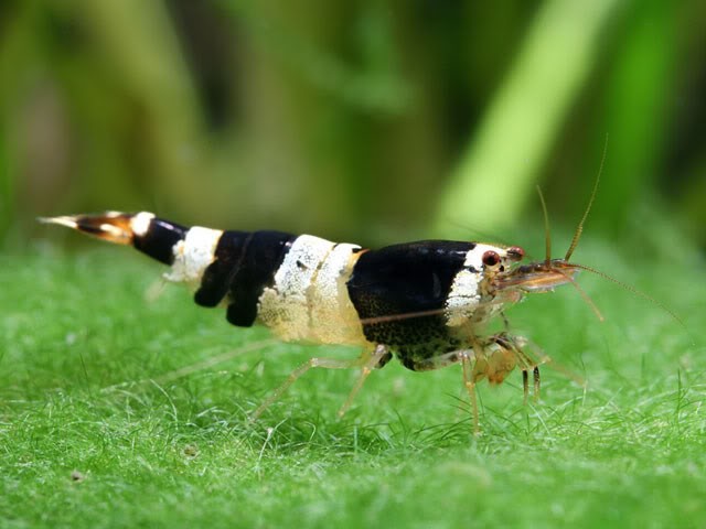 Crystal Black Shrimp ( Caridina logemanni sp. "Bee" ) - Plants & Shrimps