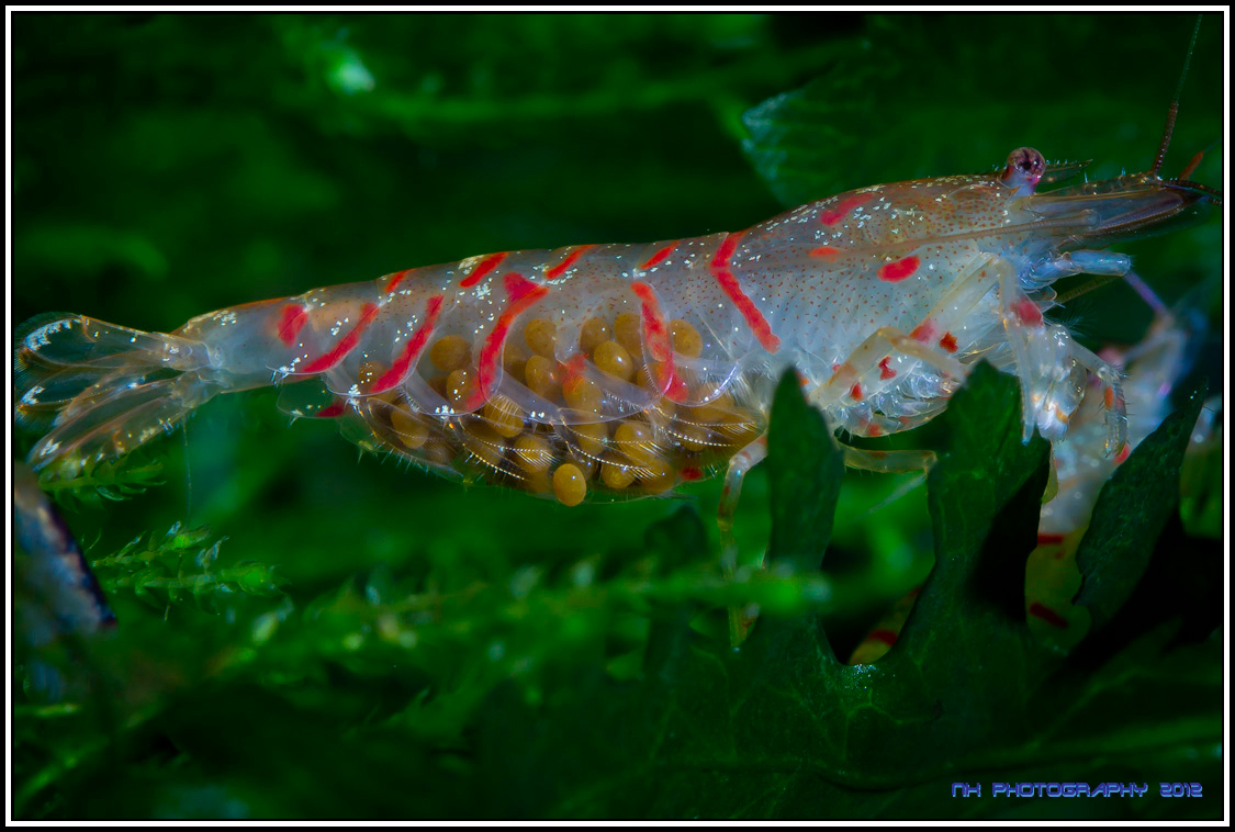 Red Tiger (Caridina cantonensis sp. "Red Tiger") - Plants & Shrimps!