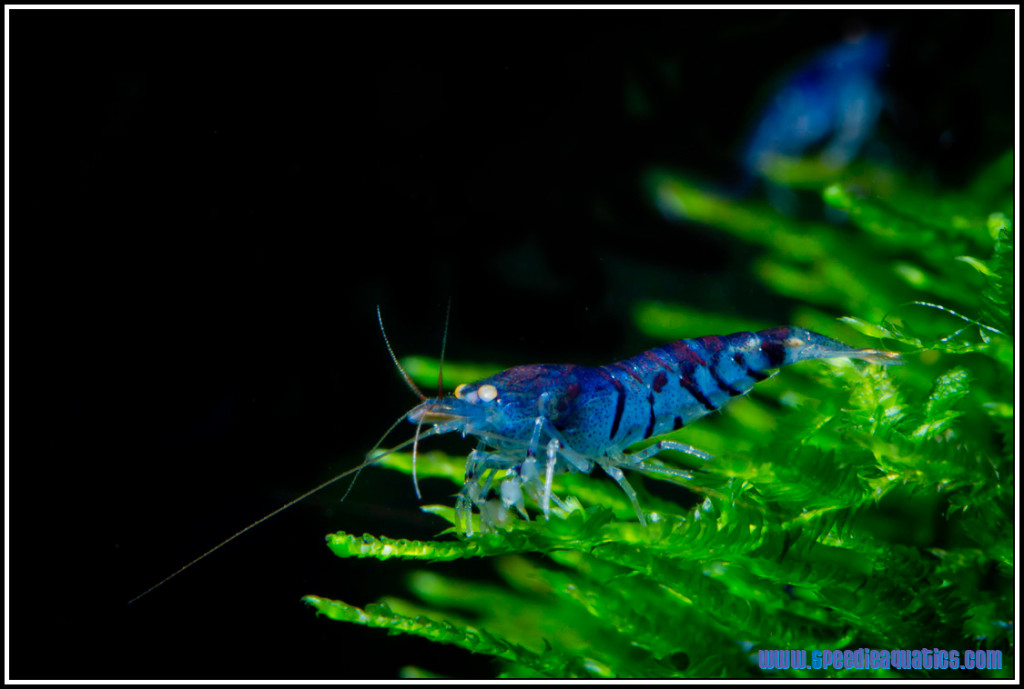 Blue Tiger Shrimp (Caridina cantonesis sp. "blue") - Plants & Shrimps