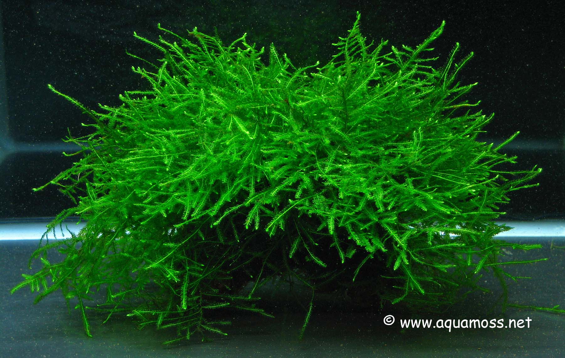 Singapore Moss (Vesicularia dubyana) - Plants & Shrimps!