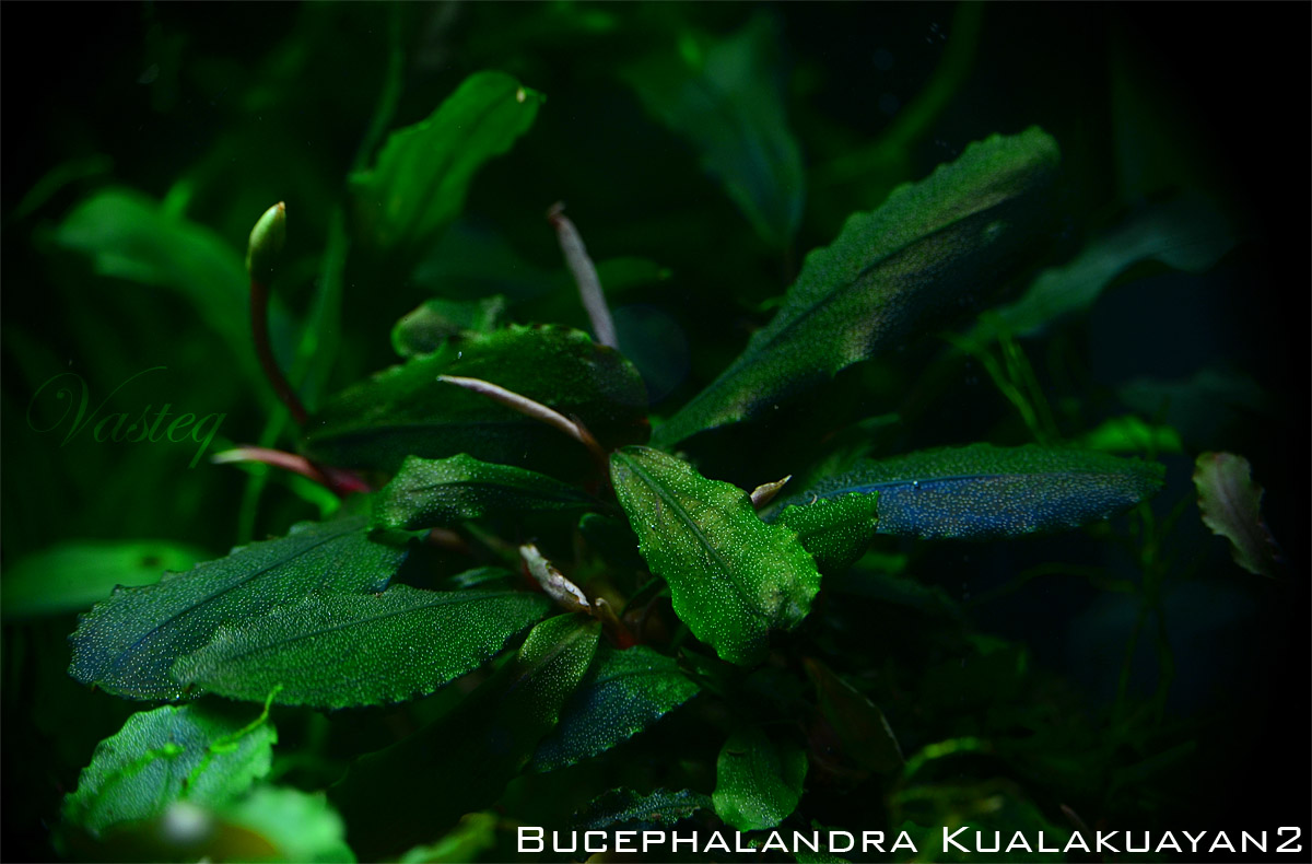 Bucephalandra Sp. - Plants & Shrimps