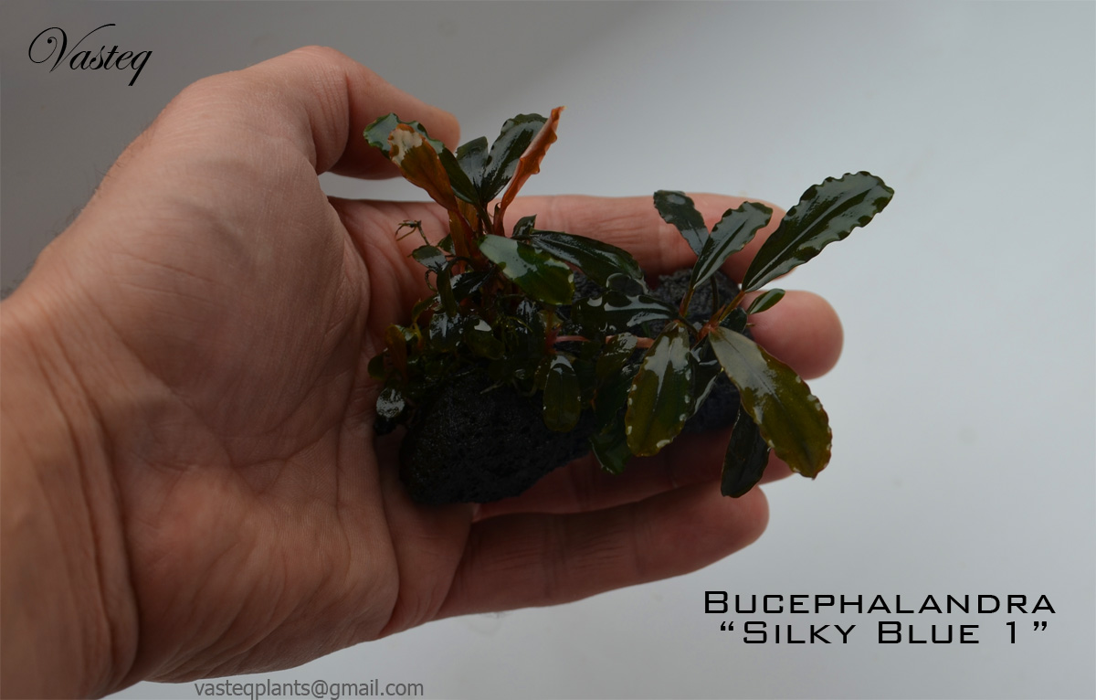 Bucephalandra Sp. - Plants & Shrimps