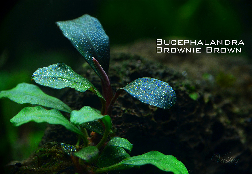 Bucephalandra Sp. - Plants & Shrimps