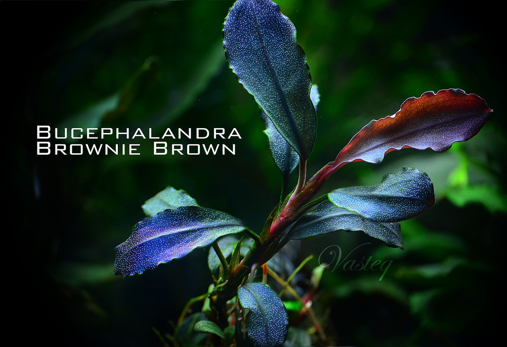 Bucephalandra Sp. - Plants & Shrimps