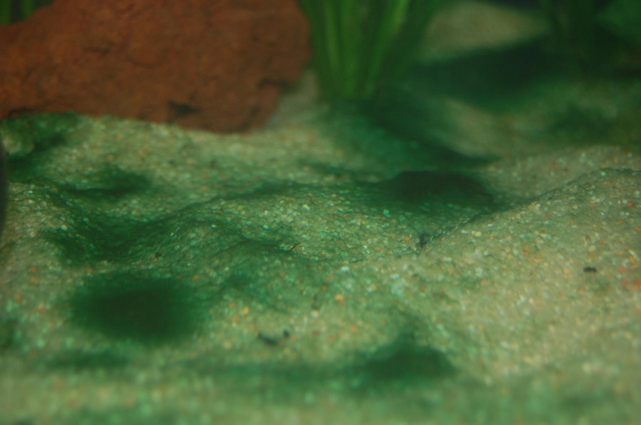 Cianobacterias, como las eliminio - Plants & Shrimps