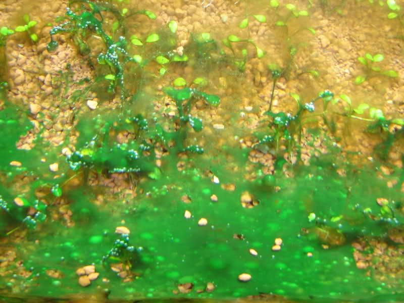 Cianobacterias, como las eliminio - Plants & Shrimps