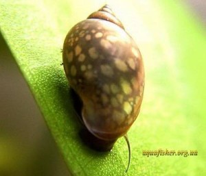 Physa sp. - Plants & Shrimps!
