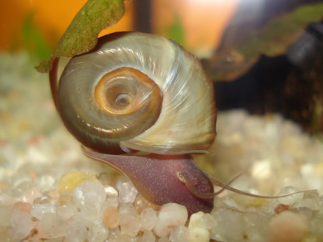 Planorbis - Plants & Shrimps!