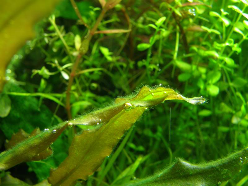Alga verde filamentosa - Plants & Shrimps