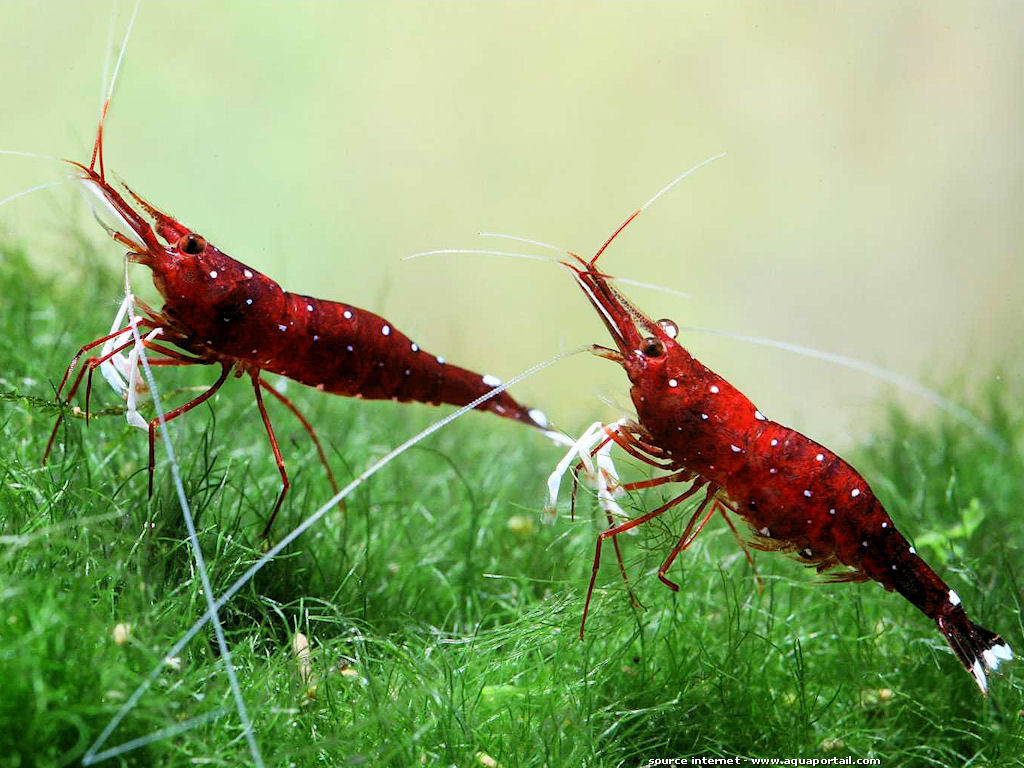 Caridina Dennerli (Cardenal) - Plants & Shrimps