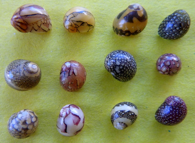 Neritina virginea - Plants & Shrimps