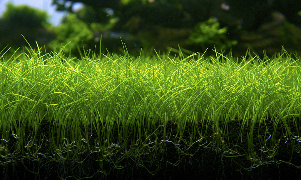Eleocharis Parvula - Plants & Shrimps